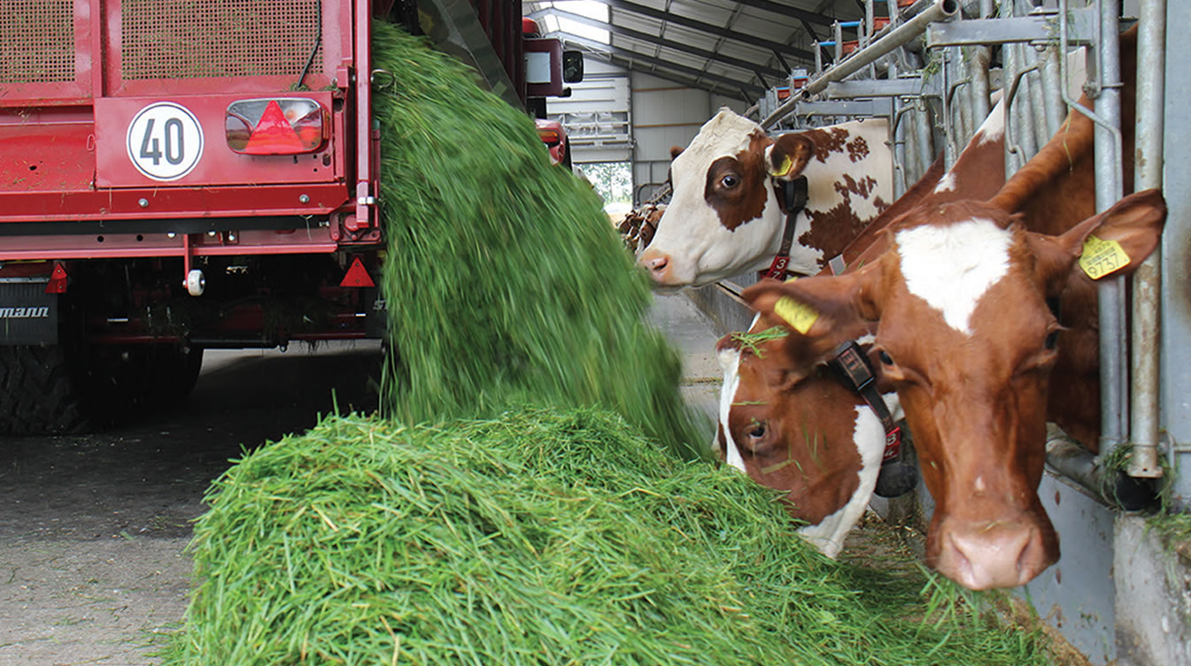 Zero Grazing - Strautmann